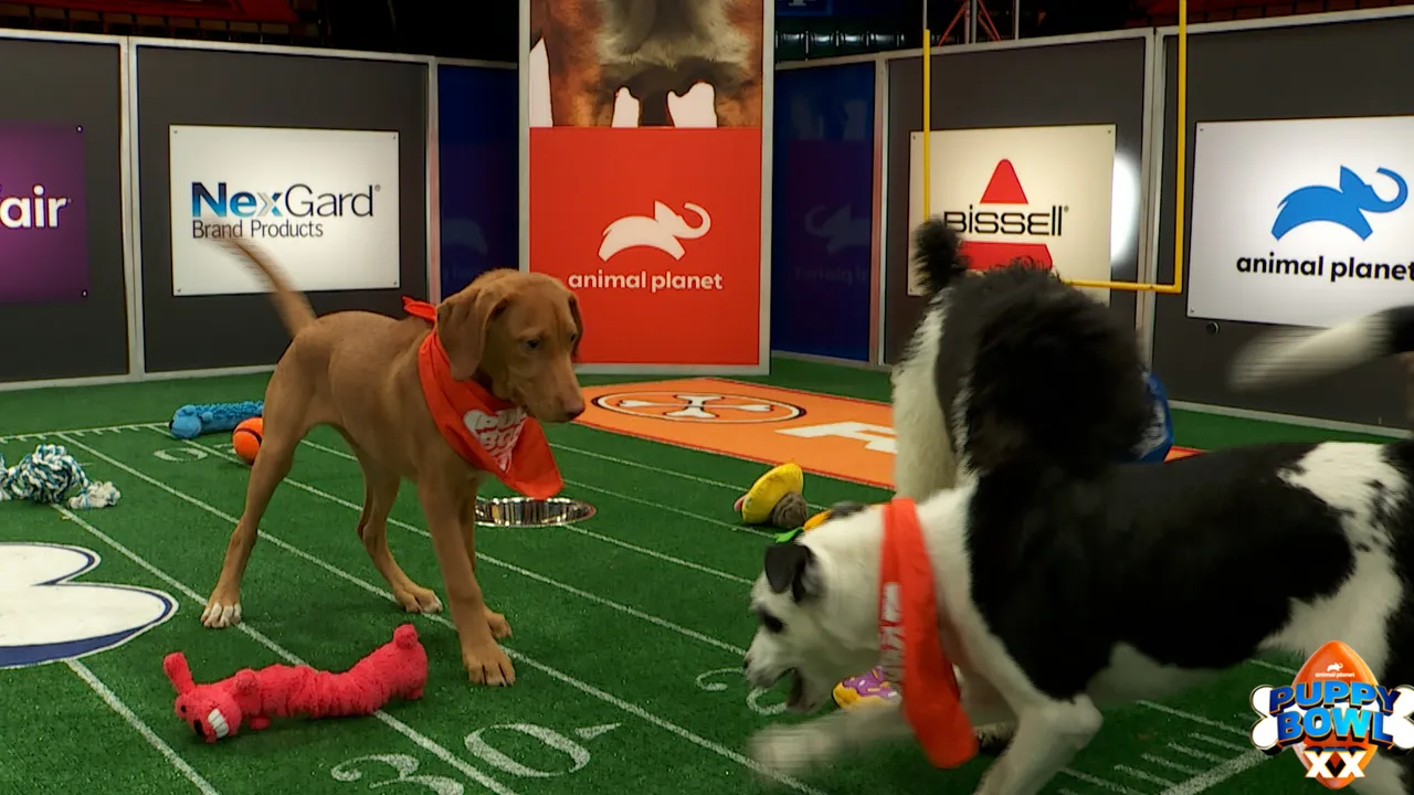 How to watch Puppy Bowl XX outside the US