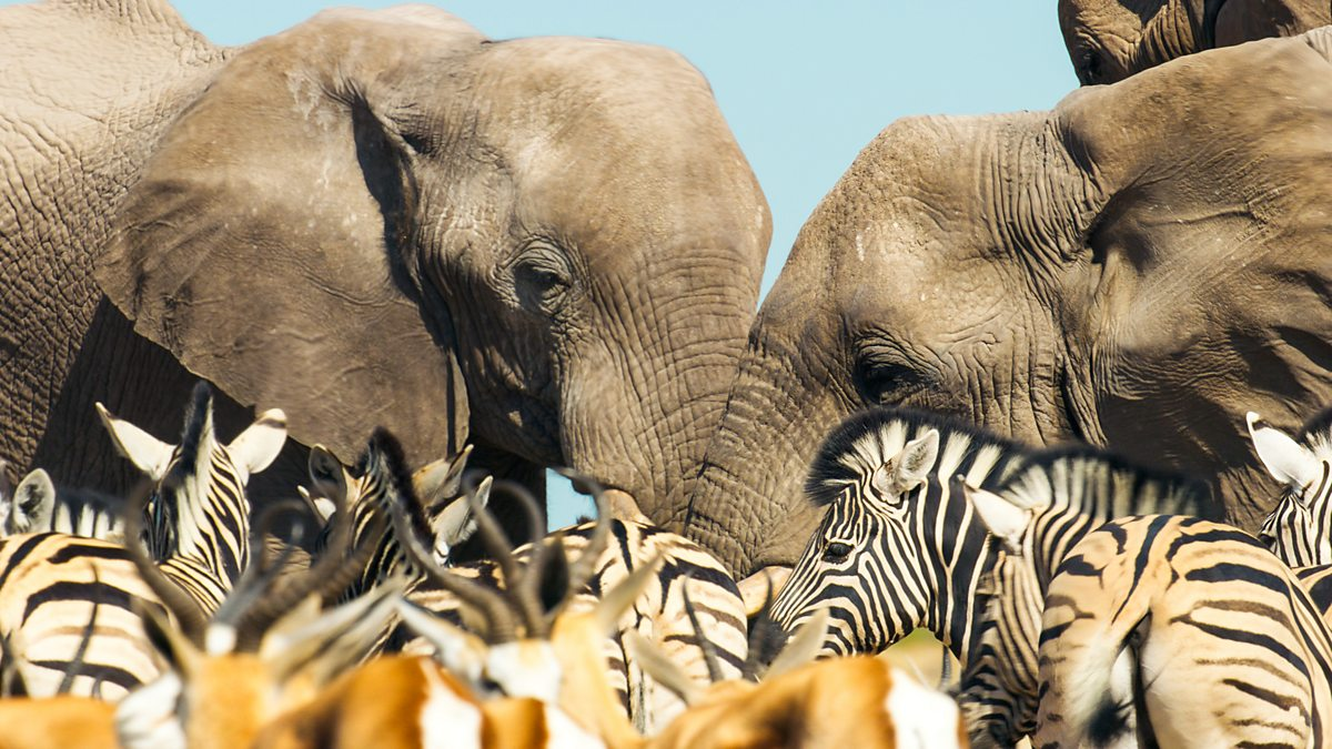 How to watch Mammals in the US on BBC iPlayer